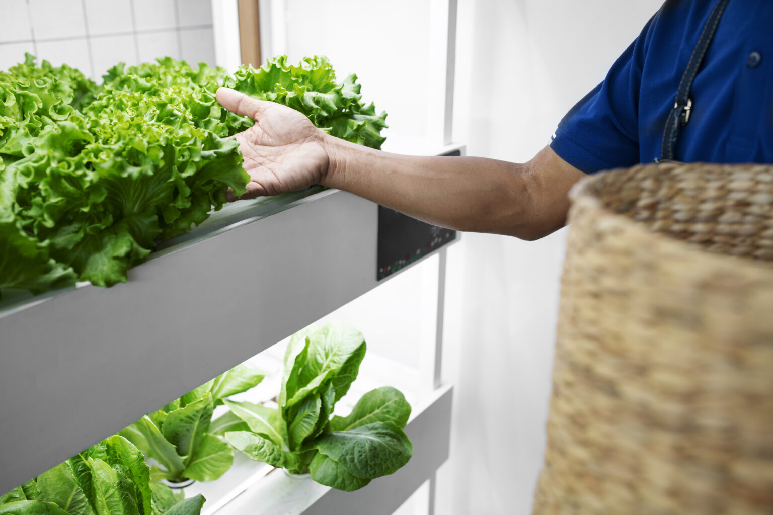 Home - Verdant Veggies